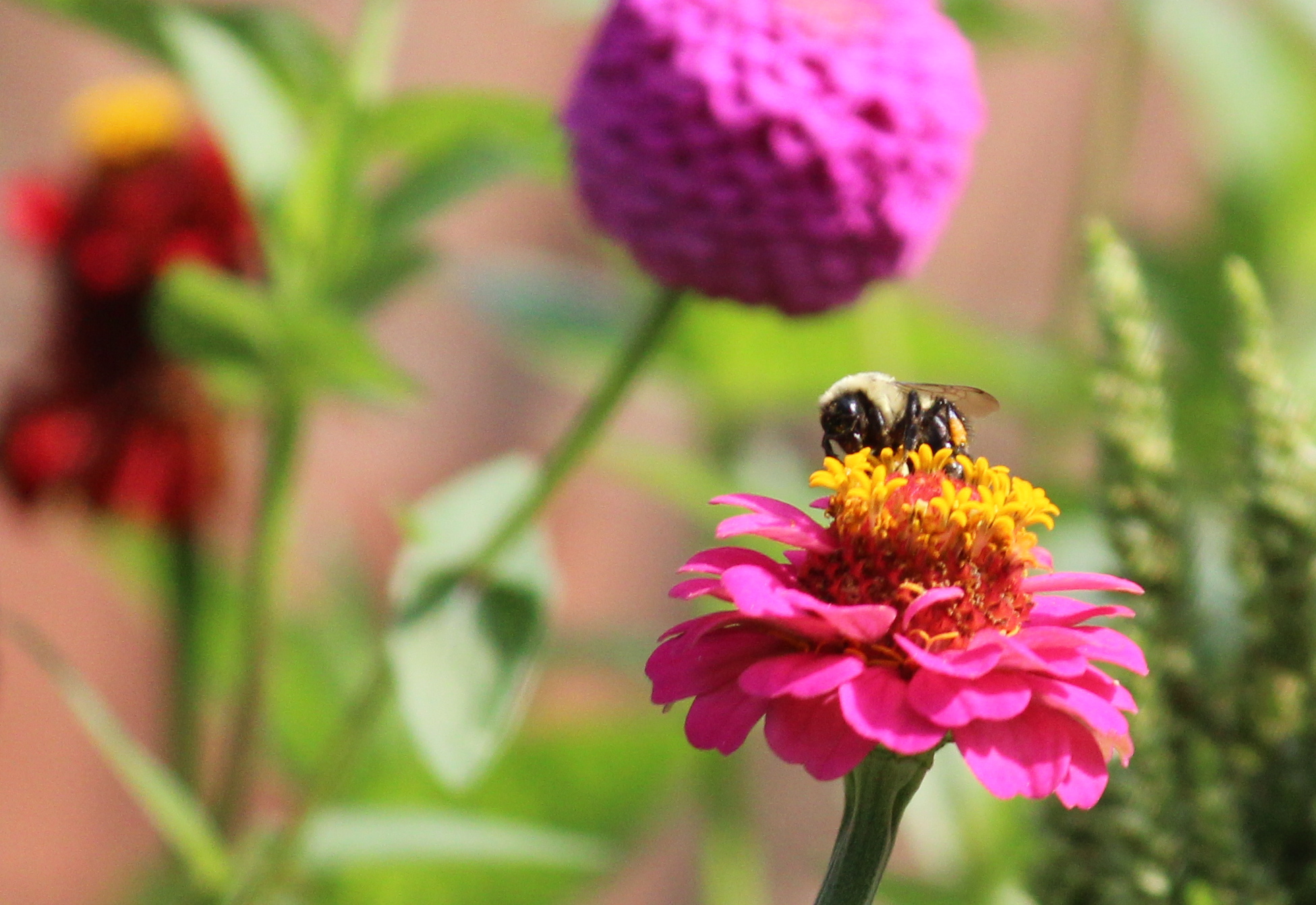 Bee in Henry Ford Birthplace Park, Dearborn, MI | Shutterbug
